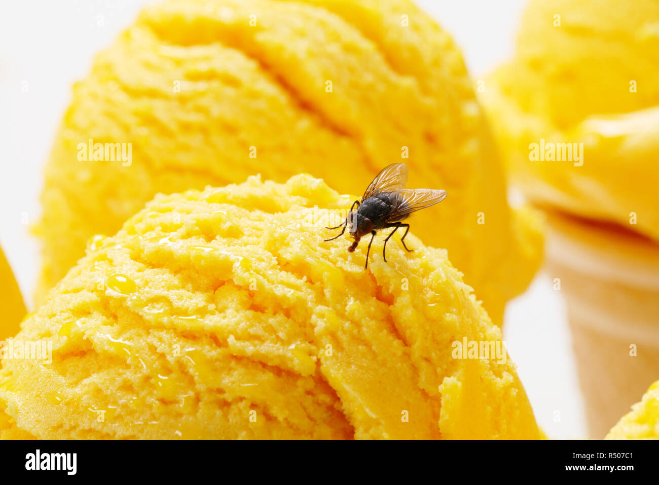 Fly on ice cream Stock Photo - Alamy