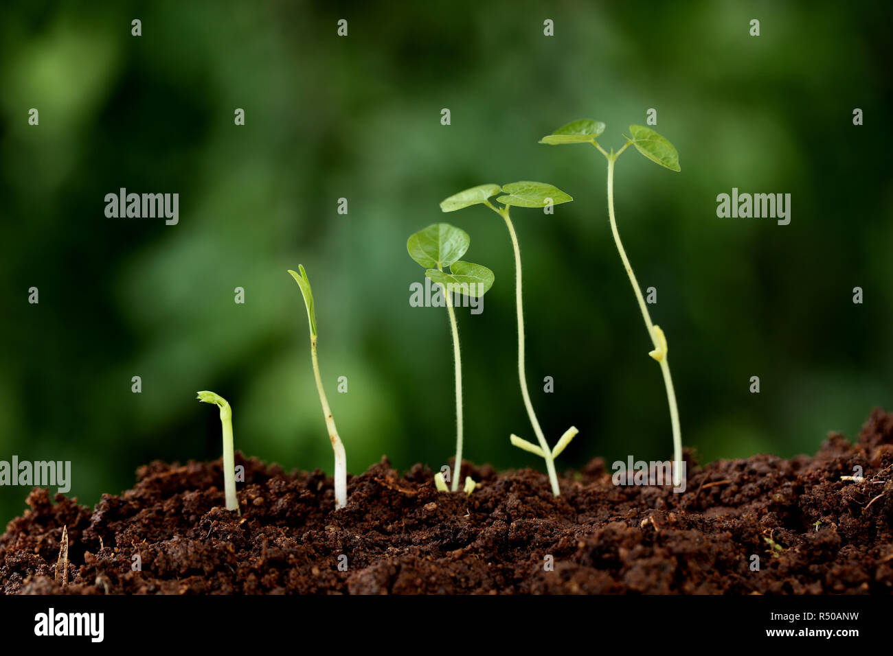 Plant growth-New beginnings Stock Photo - Alamy