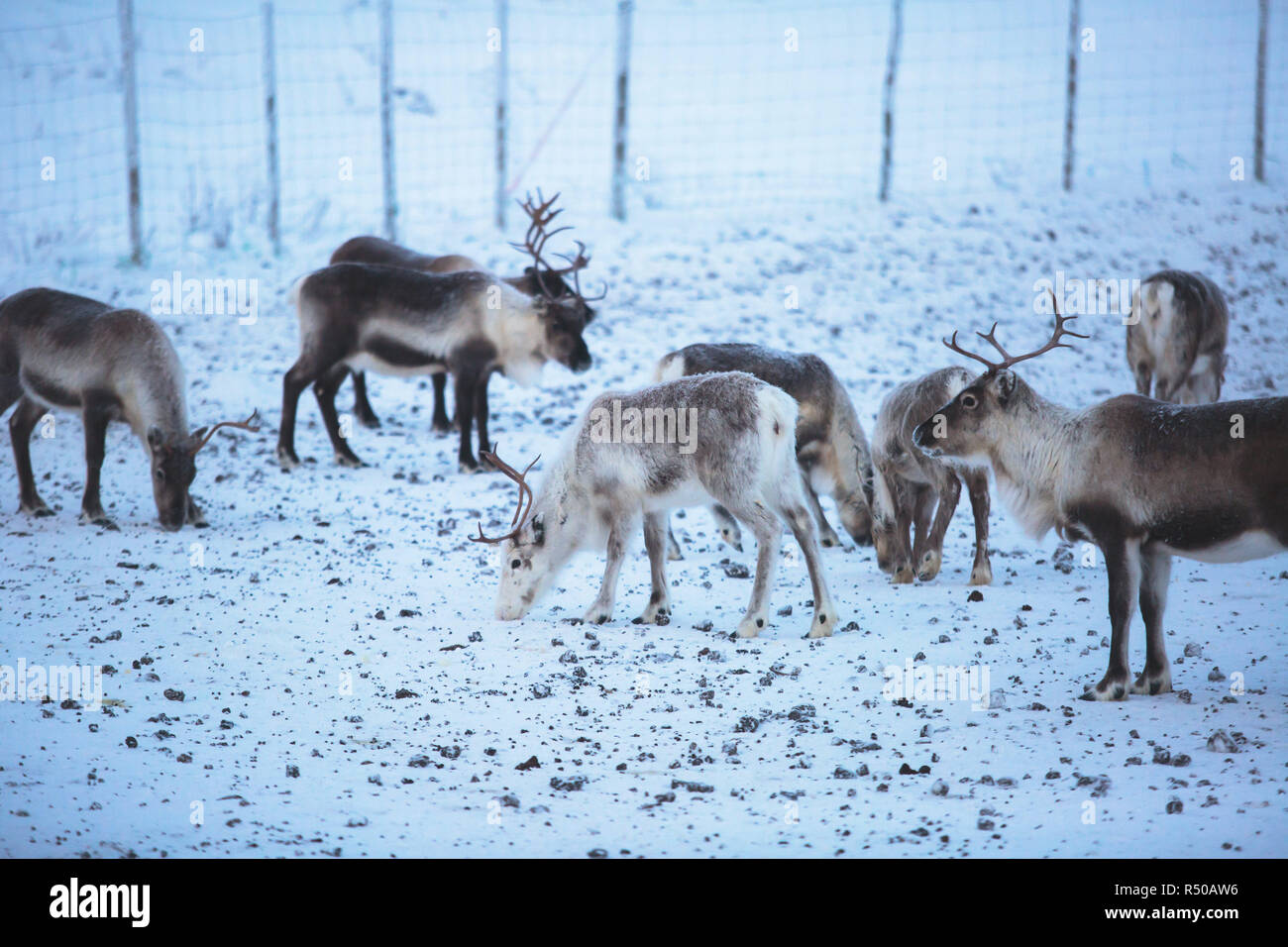Group herd of caribou reindeers pasturing in snowy landscape, Northern ...