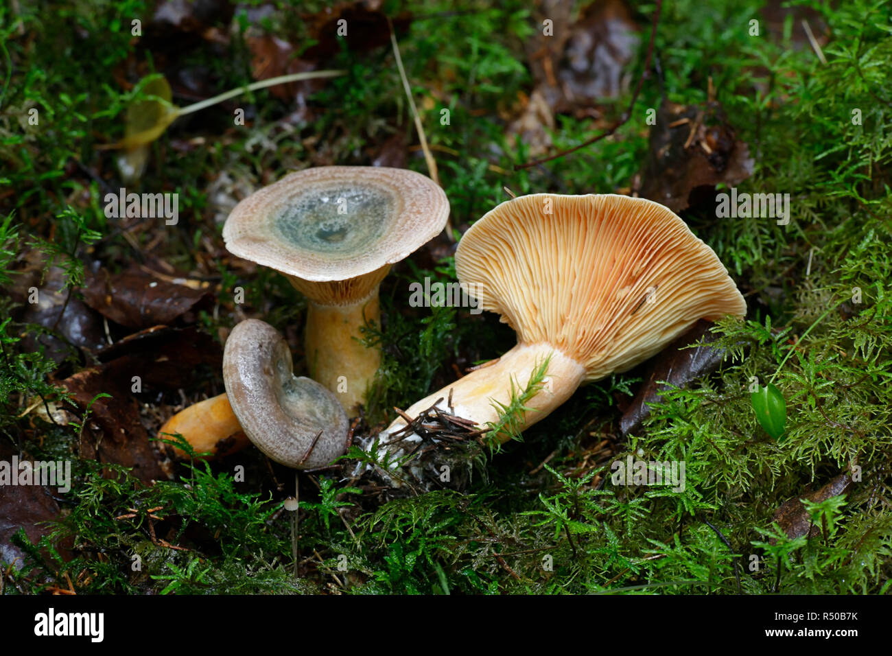 Lactarius deterrimus, also known as false saffron milkcap or orange ...
