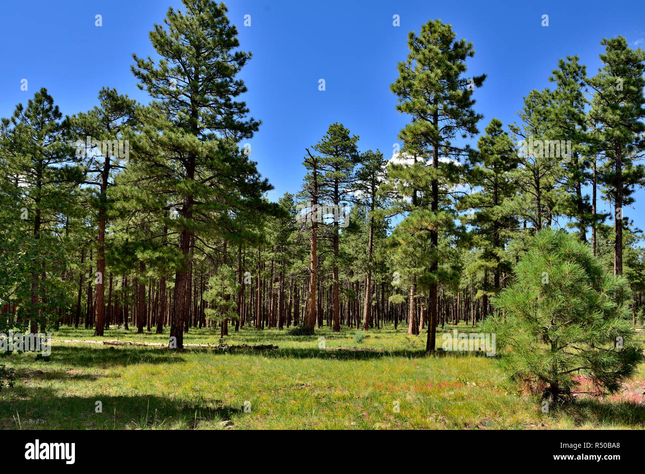 Pine forest mountains in Arizona, USA Stock Photo - Alamy