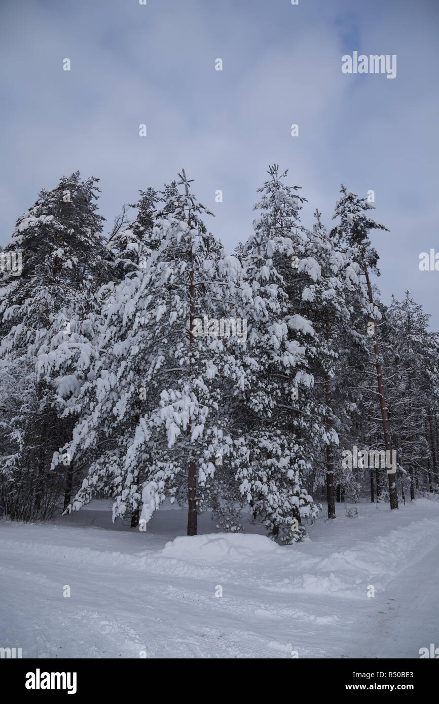 Cold russian snow winter Stock Photo - Alamy