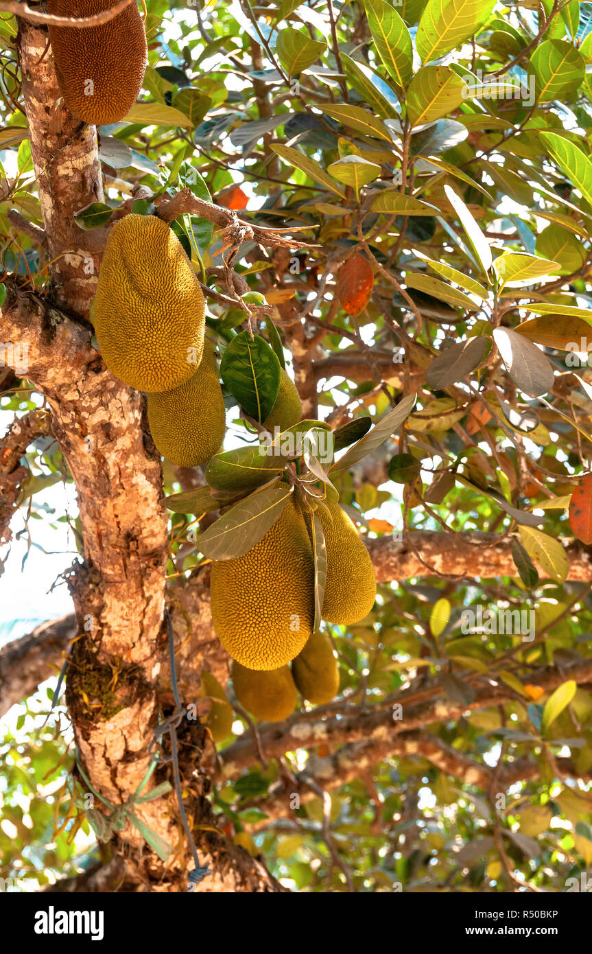 Jackfruit or Jack Tree (Artocarpus heterophyllus) with crop of fruit ...