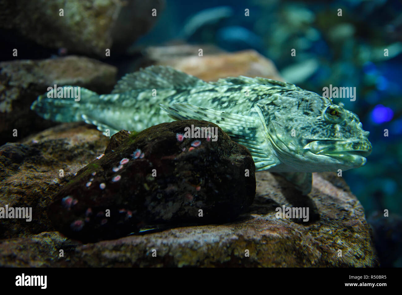 Aquarium rock hi-res stock photography and images - Alamy