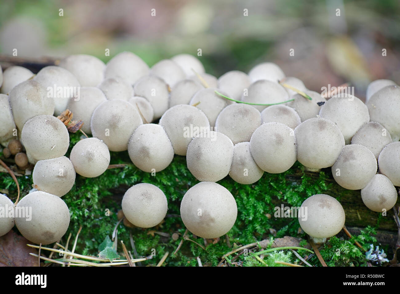 Lycoperdon pyriforme, commonly known as the pear-shaped puffball or ...