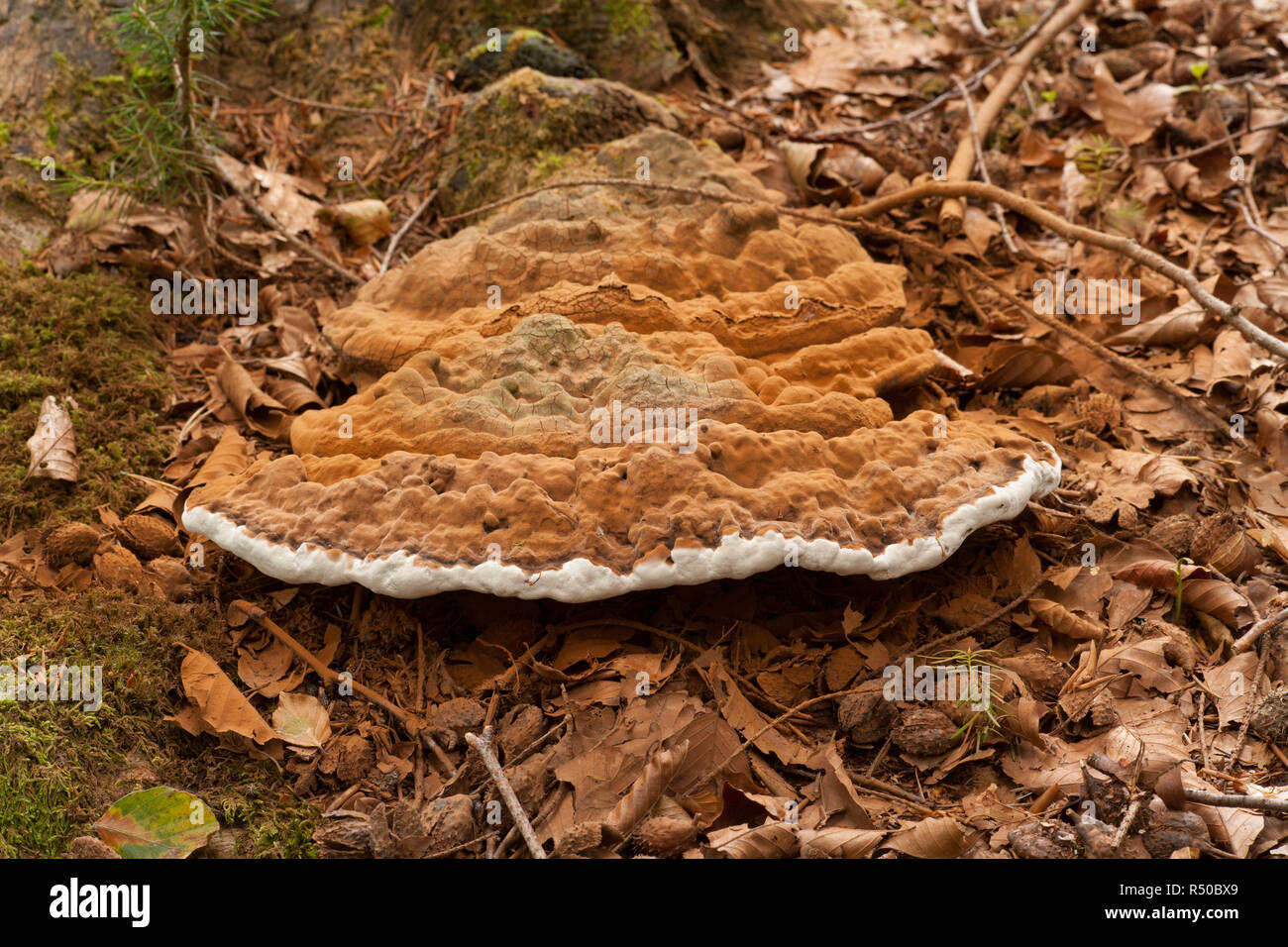 A single bracket fungus growing in deciduous woodland in the New Forest ...