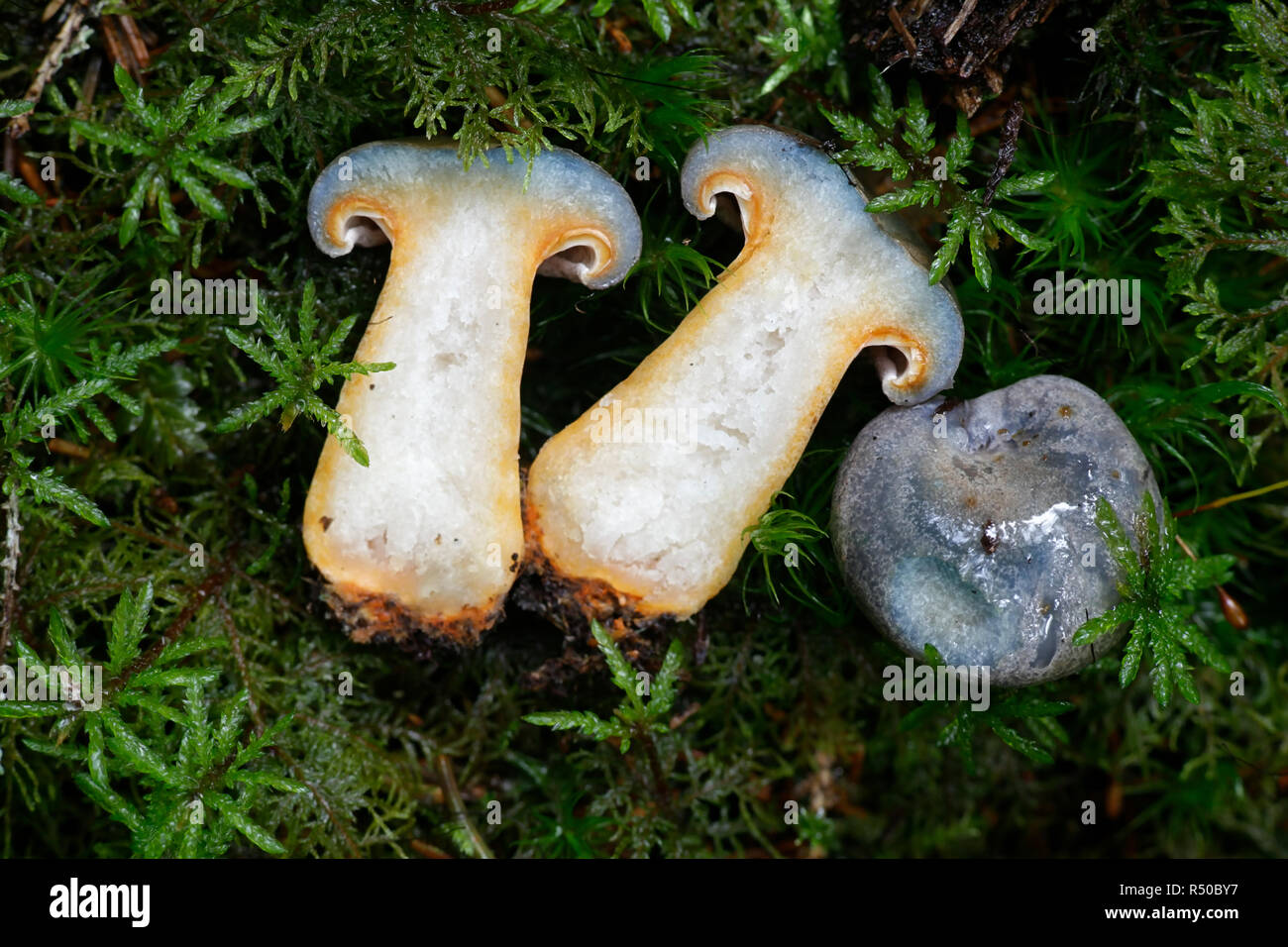 Orange milk cap mushroom hi-res stock photography and images - Alamy