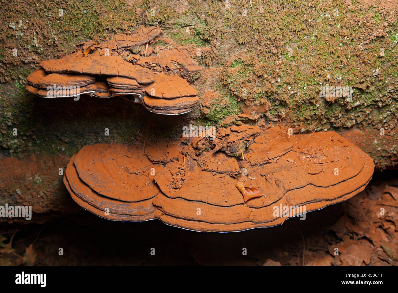 Bracket fungi growing in deciduous woodland in the New Forest. This is ...
