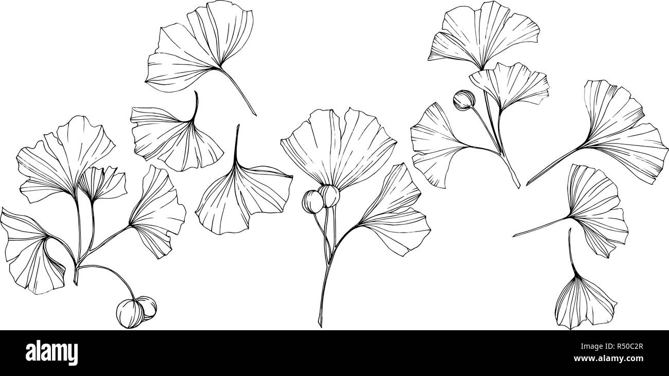 Vector. Ginkgo leaf. Plant botanical garden. Isolated ginkgo ...