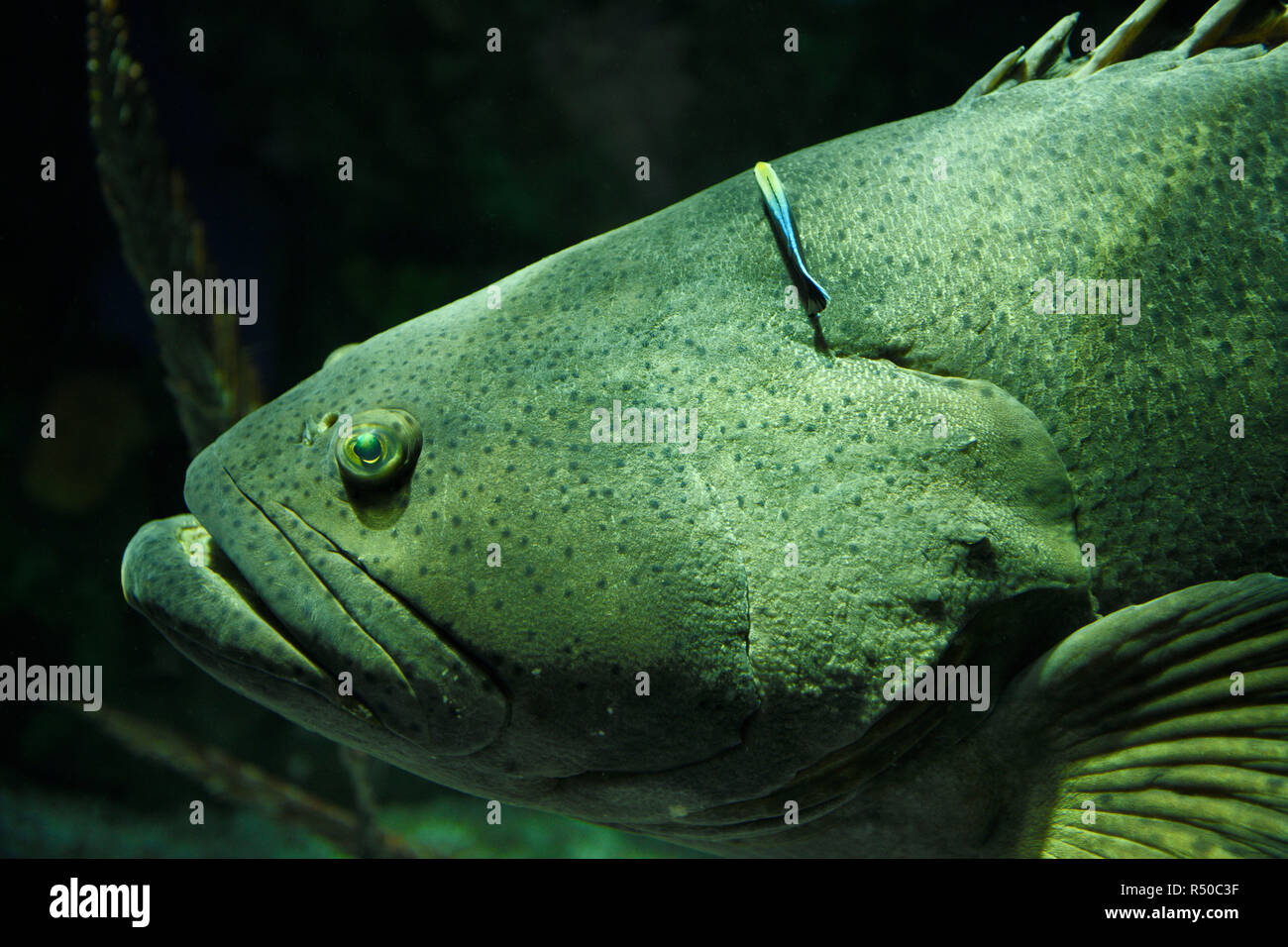 Giant Atlantic Goliath Grouper fish head being cleaned by a bluestreak ...