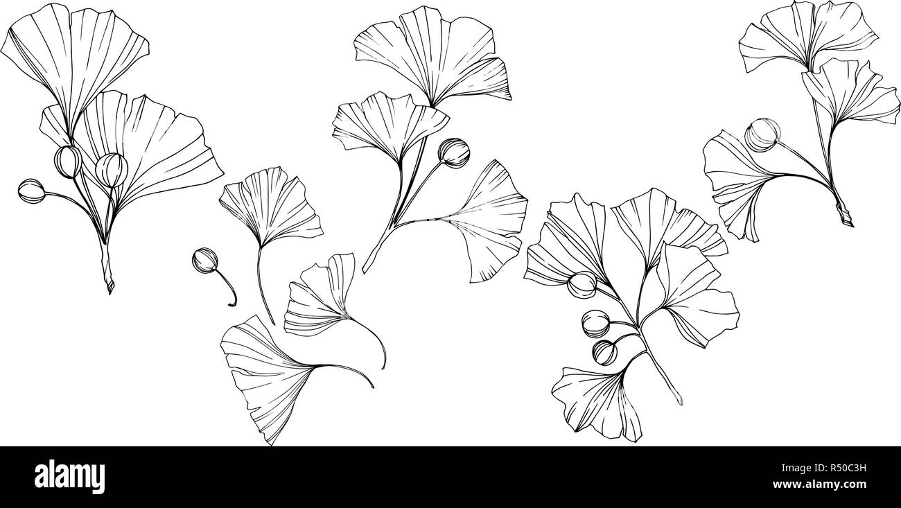 Vector. Ginkgo leaf. Plant botanical garden. Isolated ginkgo ...