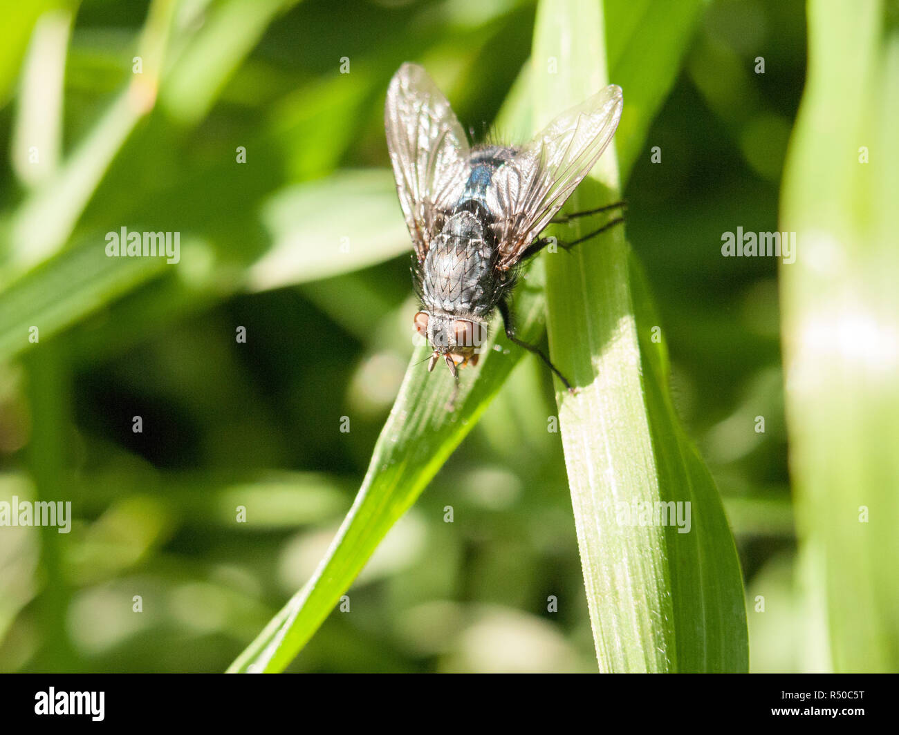 Big buzz hi-res stock photography and images - Alamy
