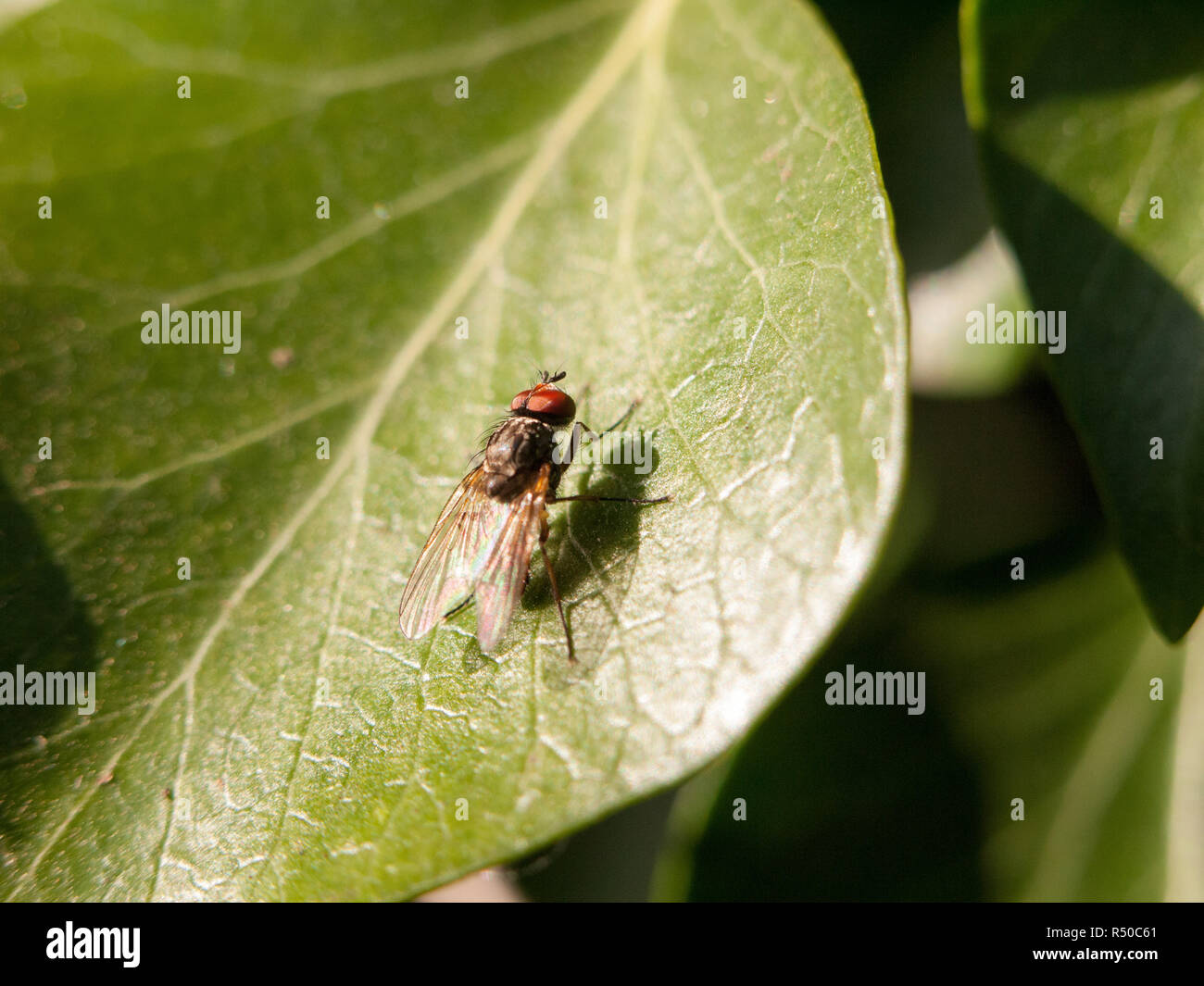 medium size fly with big red eyes resting on a leaf not moving ...
