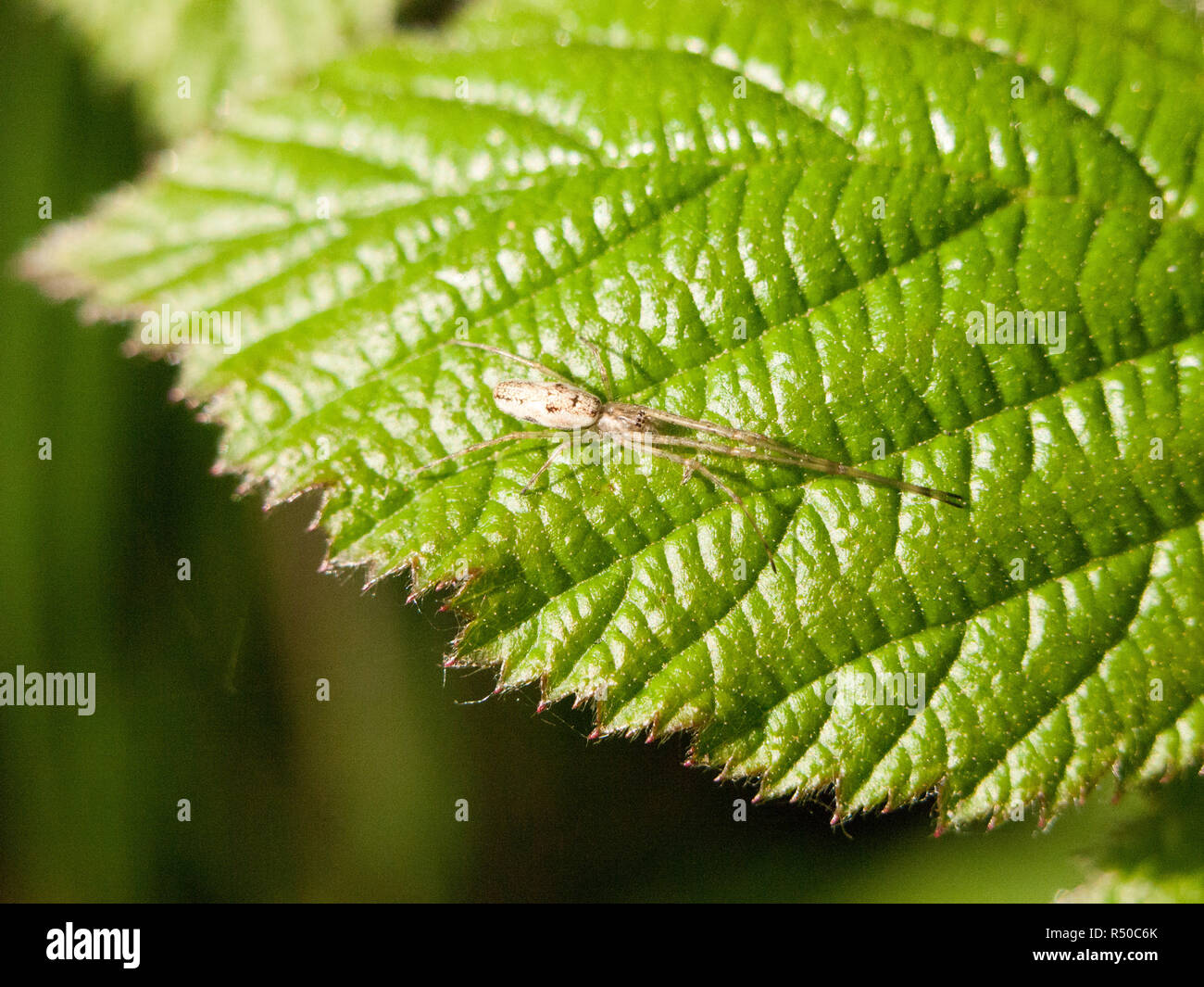 Spiders with many legs hi-res stock photography and images - Alamy
