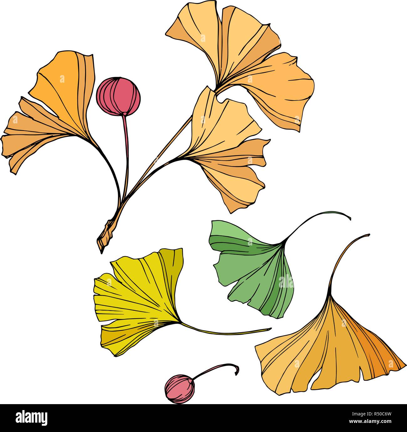 Vector. Ginkgo leaf. Plant botanical garden. Isolated ginkgo ...
