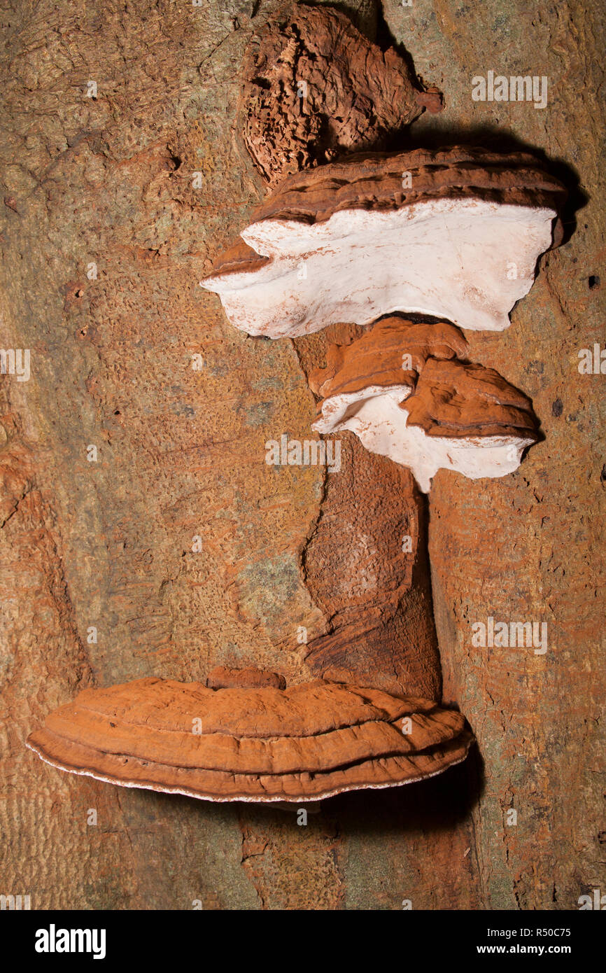 Bracket fungi growing in deciduous woodland in the New Forest. This is ...
