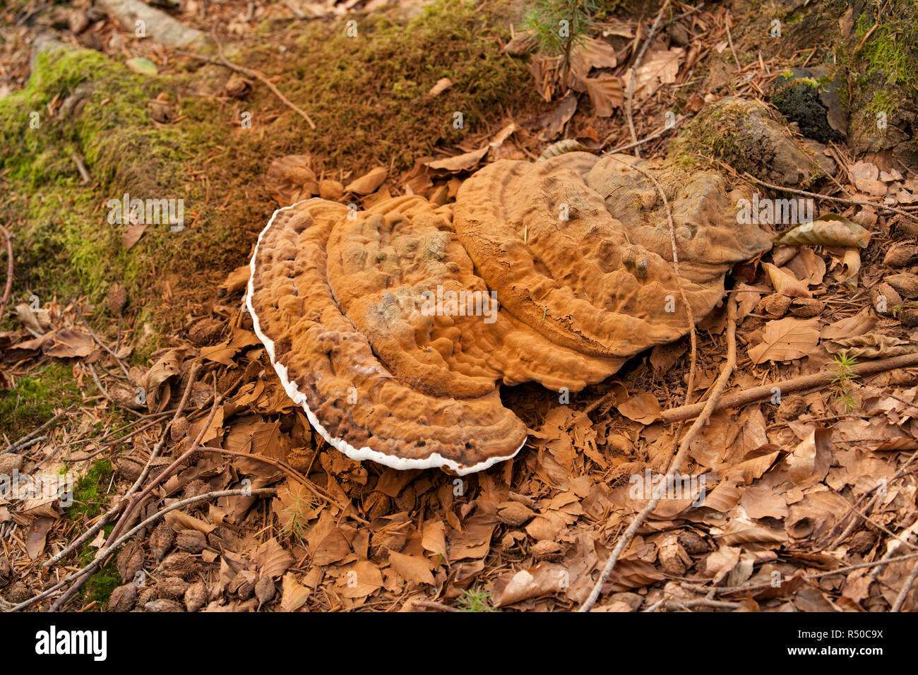 A single bracket fungus growing in deciduous woodland in the New Forest ...