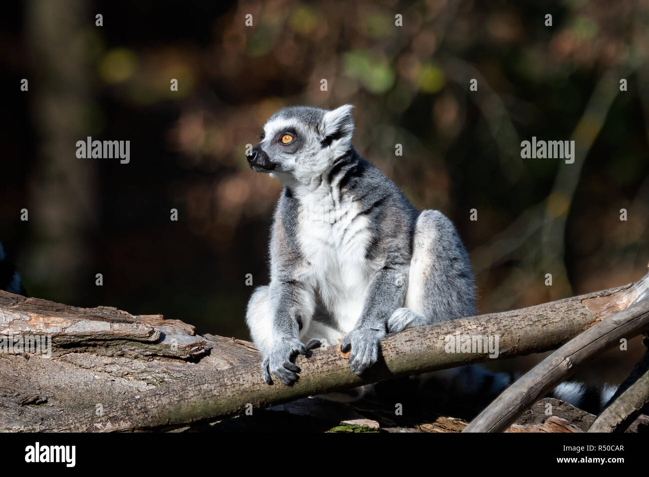 Lemur catta on the tree. The ring-tailed lemur (Lemur catta) is a large ...