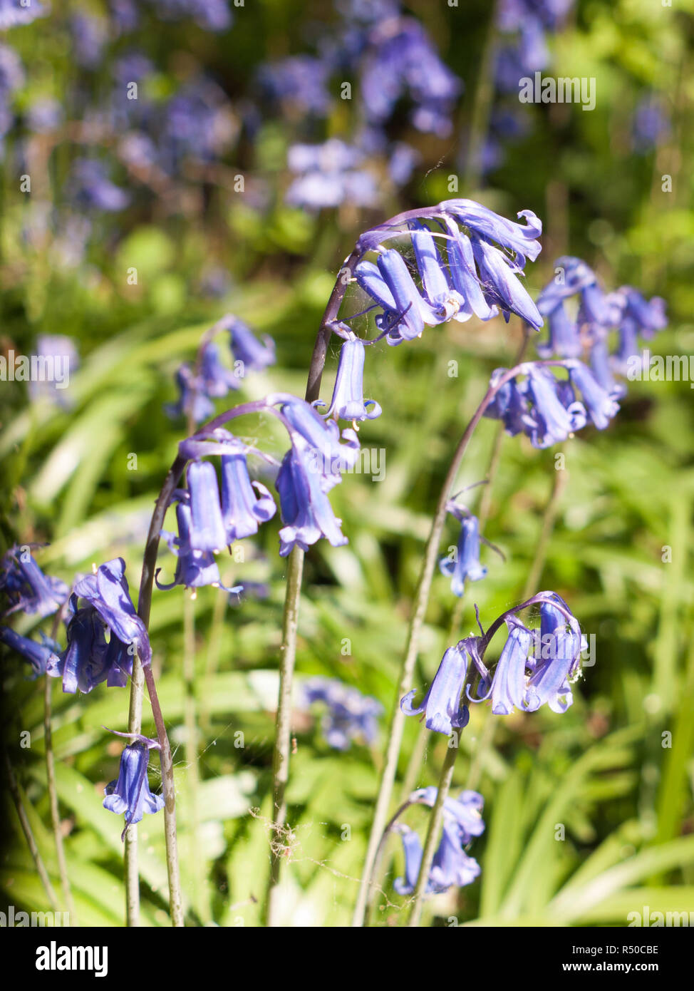 a bunch of bluebells outside in a field in day light Stock Photo - Alamy