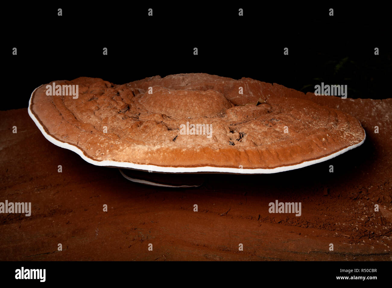 A single bracket fungus growing in deciduous woodland in the New Forest ...