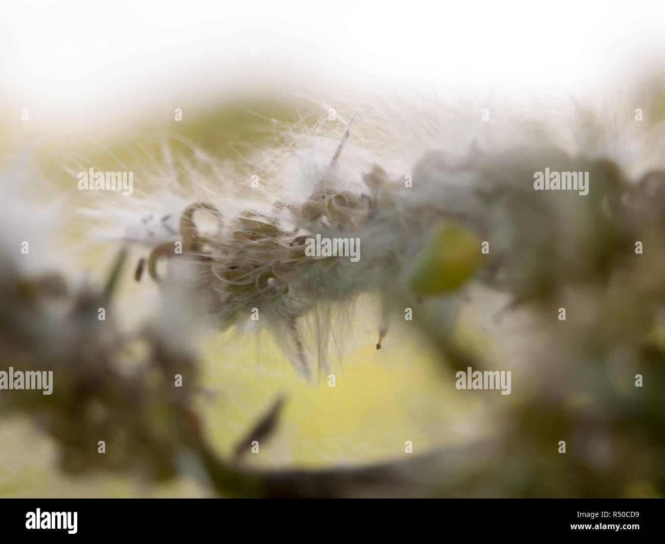 Populus tremula catkin hi-res stock photography and images - Alamy
