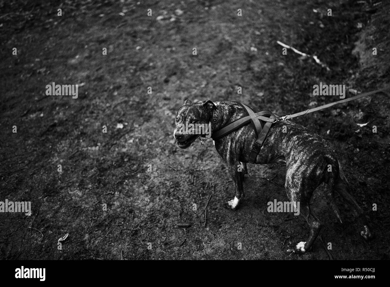 American bulldog angry hi-res stock photography and images - Alamy