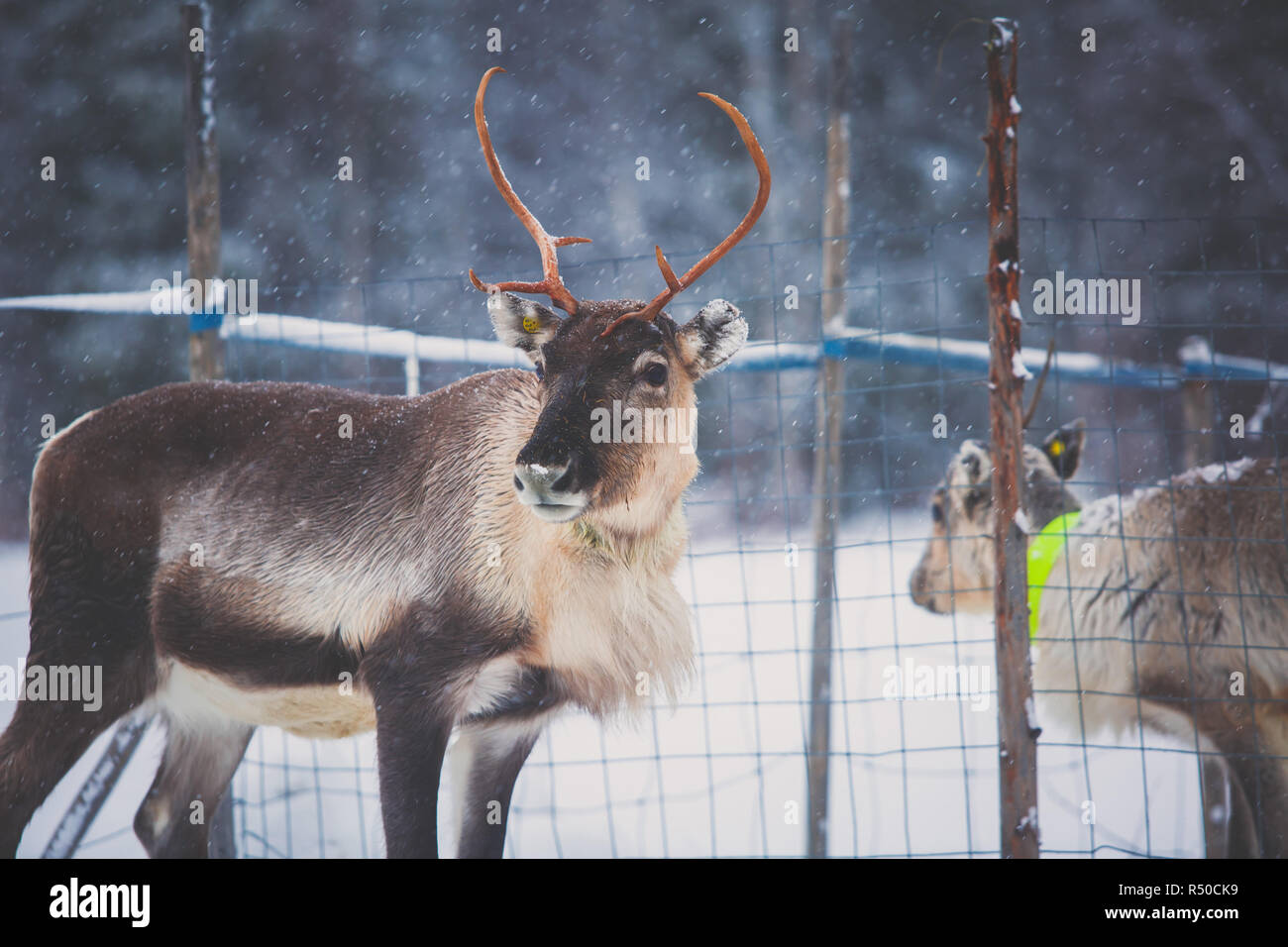 Group herd of caribou reindeers pasturing in snowy landscape, Northern ...