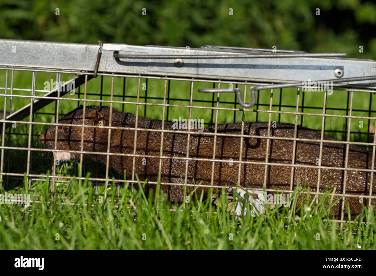 American mink with brown fur is a semiaquatic predator of fish caught ...