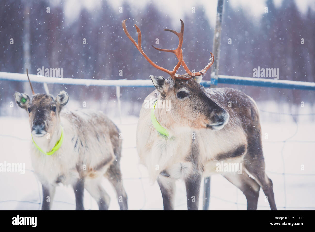 Group herd of caribou reindeers pasturing in snowy landscape, Northern ...
