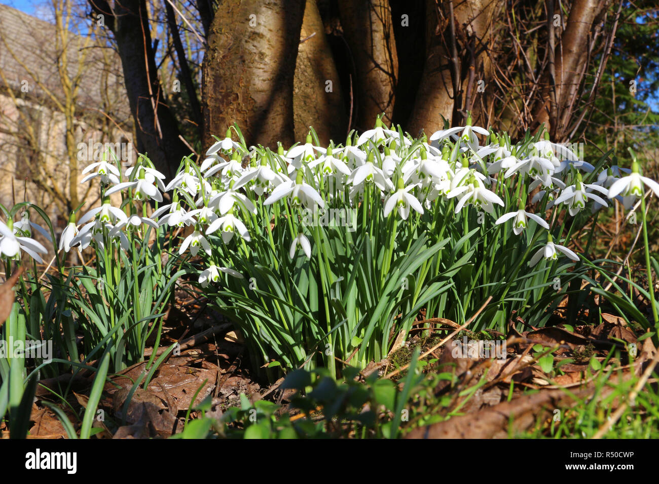 snowdrop (galanthus nivalis Stock Photo - Alamy