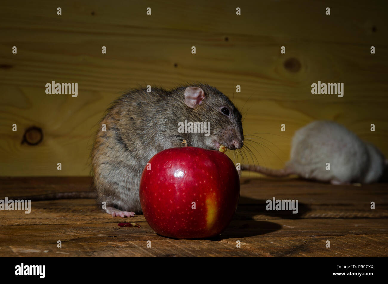 Red rats hi-res stock photography and images - Alamy