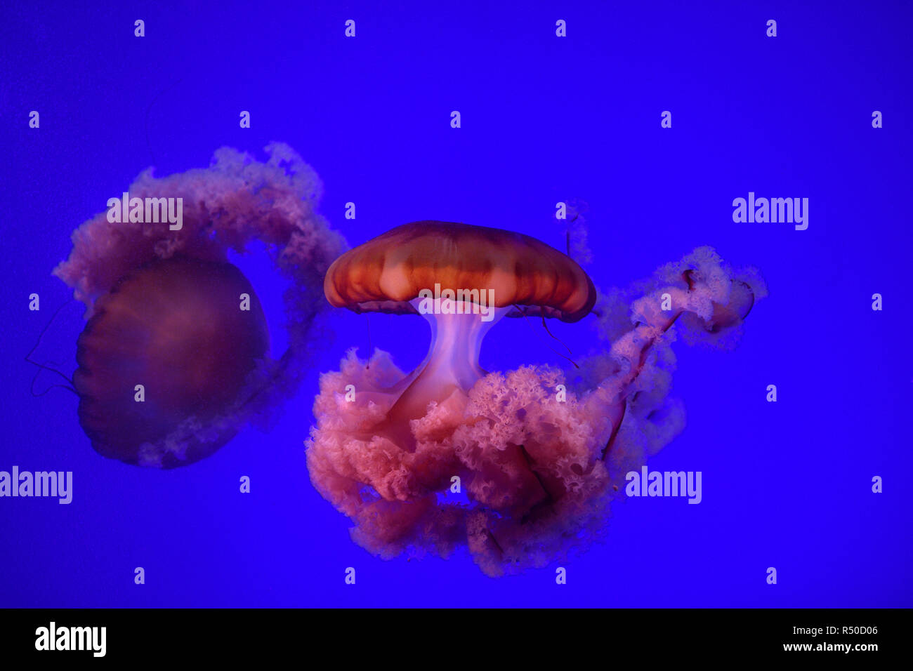 Red Pacific sea nettles with stinging tentacles on blue background at ...