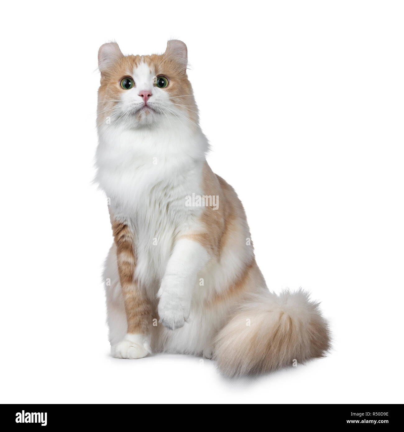 Tail curled around body Cut Out Stock Images & Pictures - Alamy