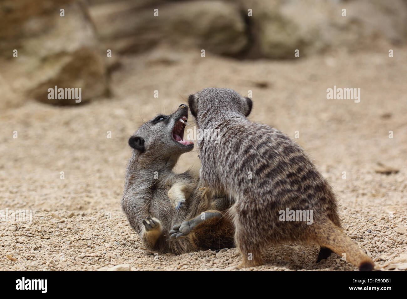 Mongoose and teeth hi-res stock photography and images - Alamy