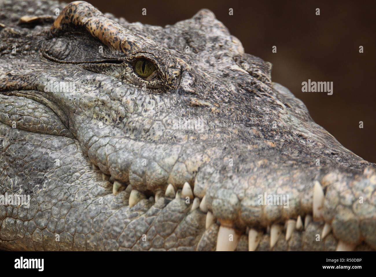 Siamese crocodile hi-res stock photography and images - Alamy