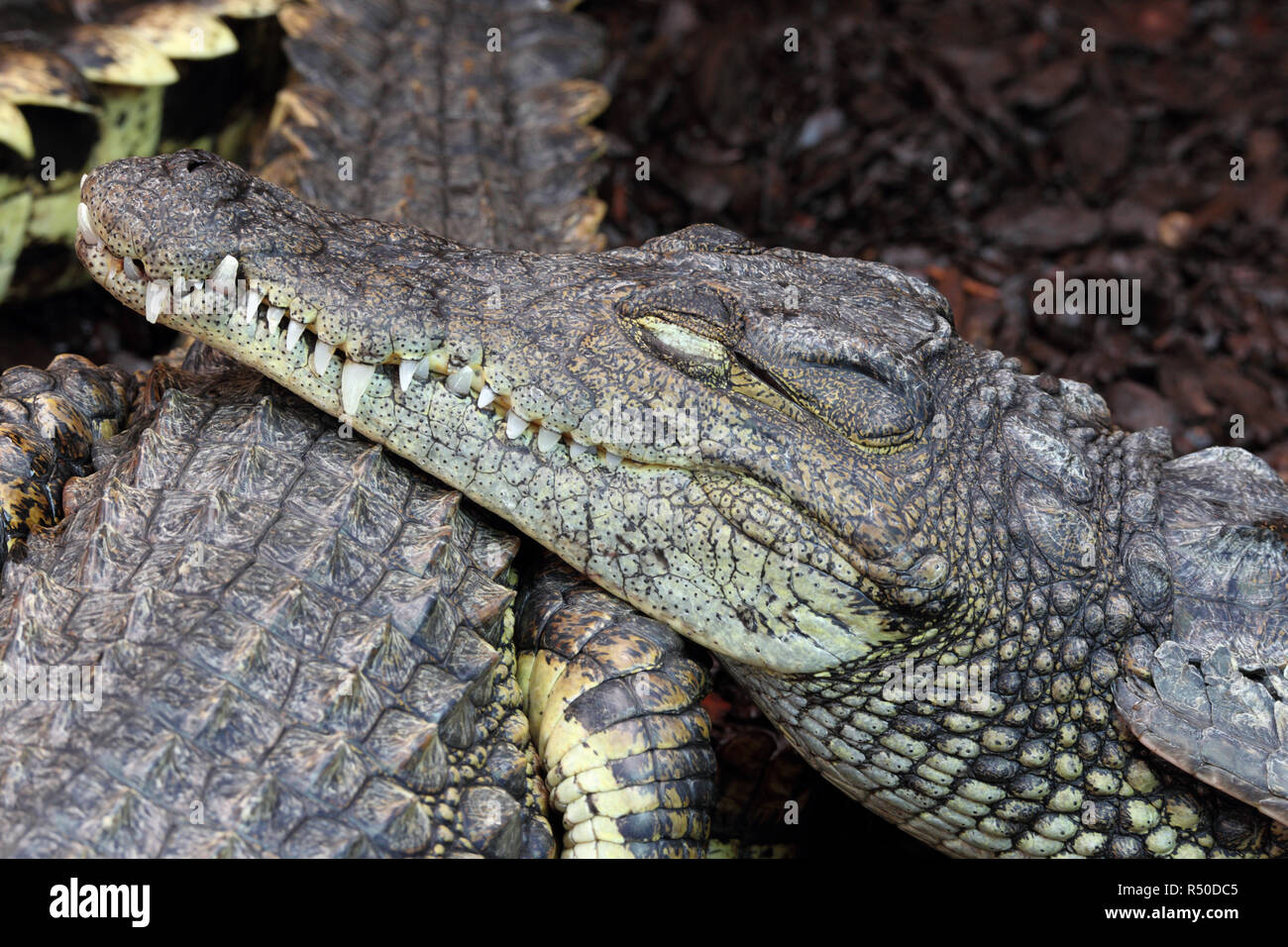 Crocodile hunters hi-res stock photography and images - Alamy