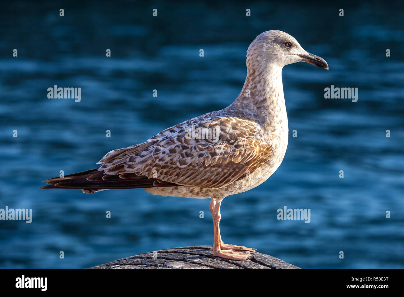 Seagull side view bird hi-res stock photography and images - Alamy