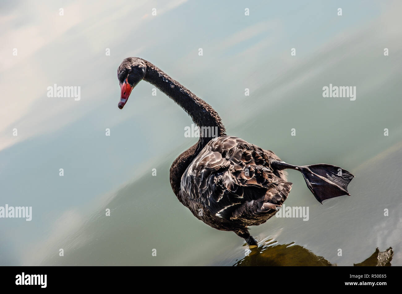 Sick duck hi-res stock photography and images - Alamy