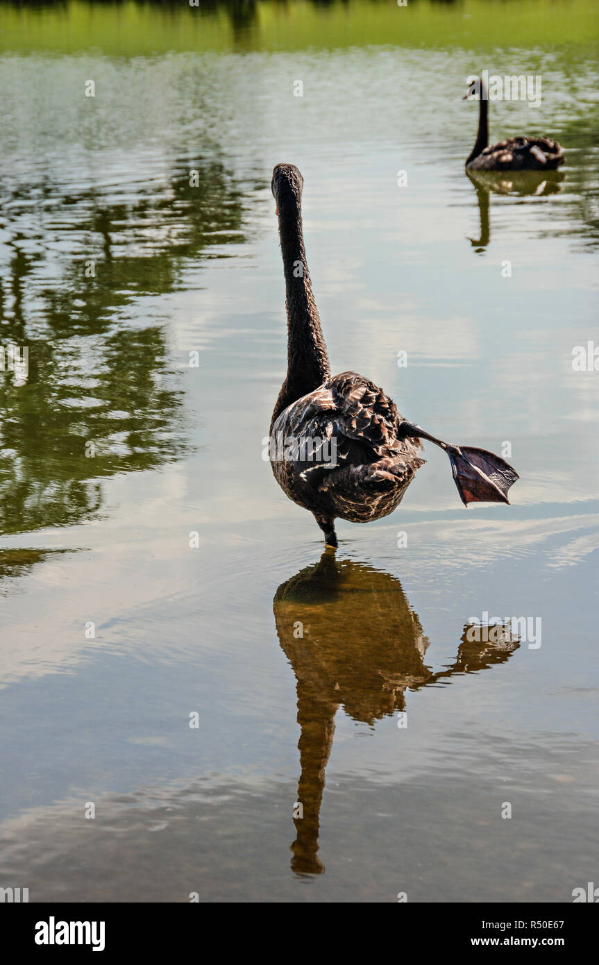 Duck standing on one leg due to bad injury Stock Photo - Alamy