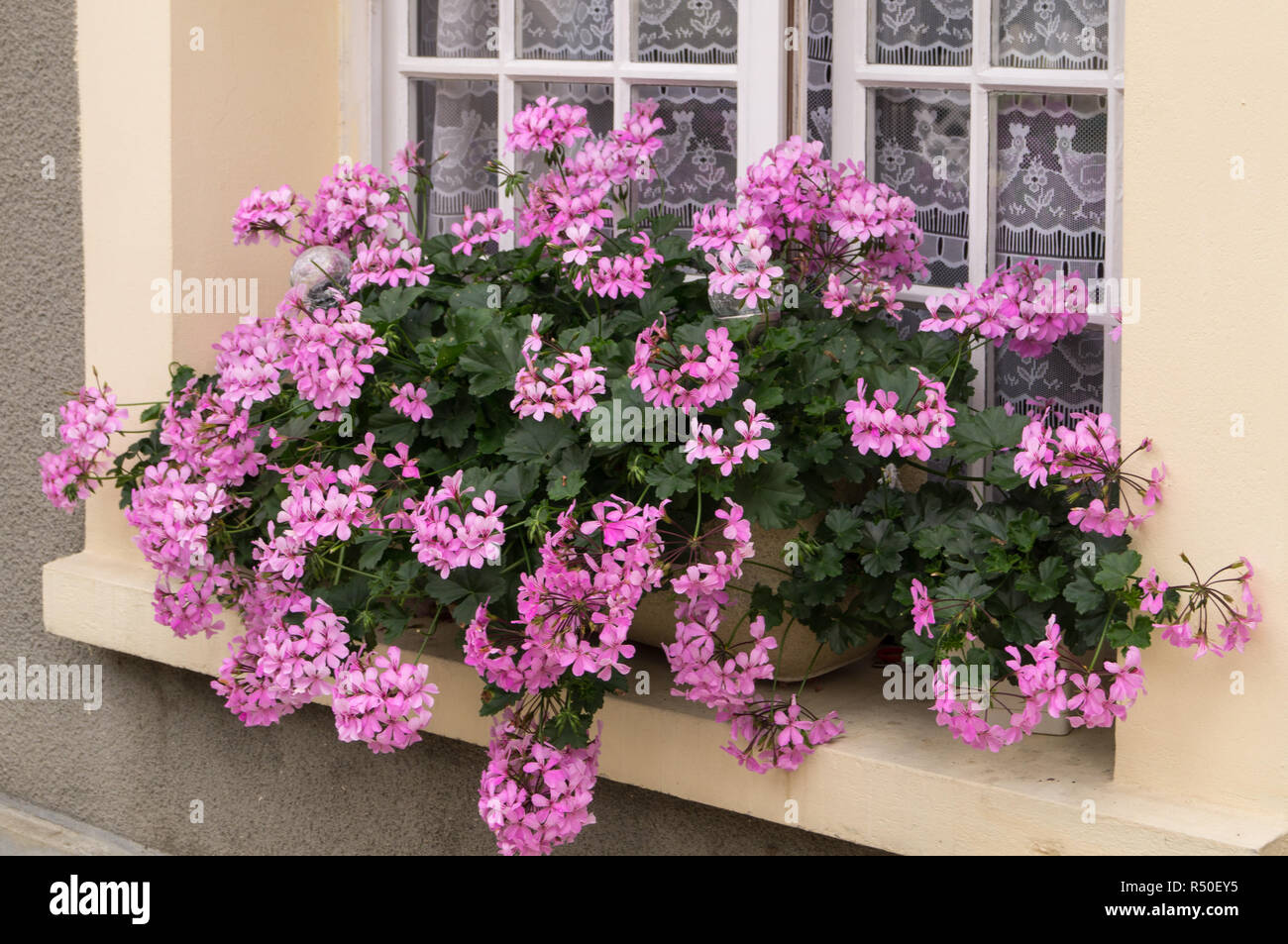 Geraniums on window sill hi-res stock photography and images - Alamy