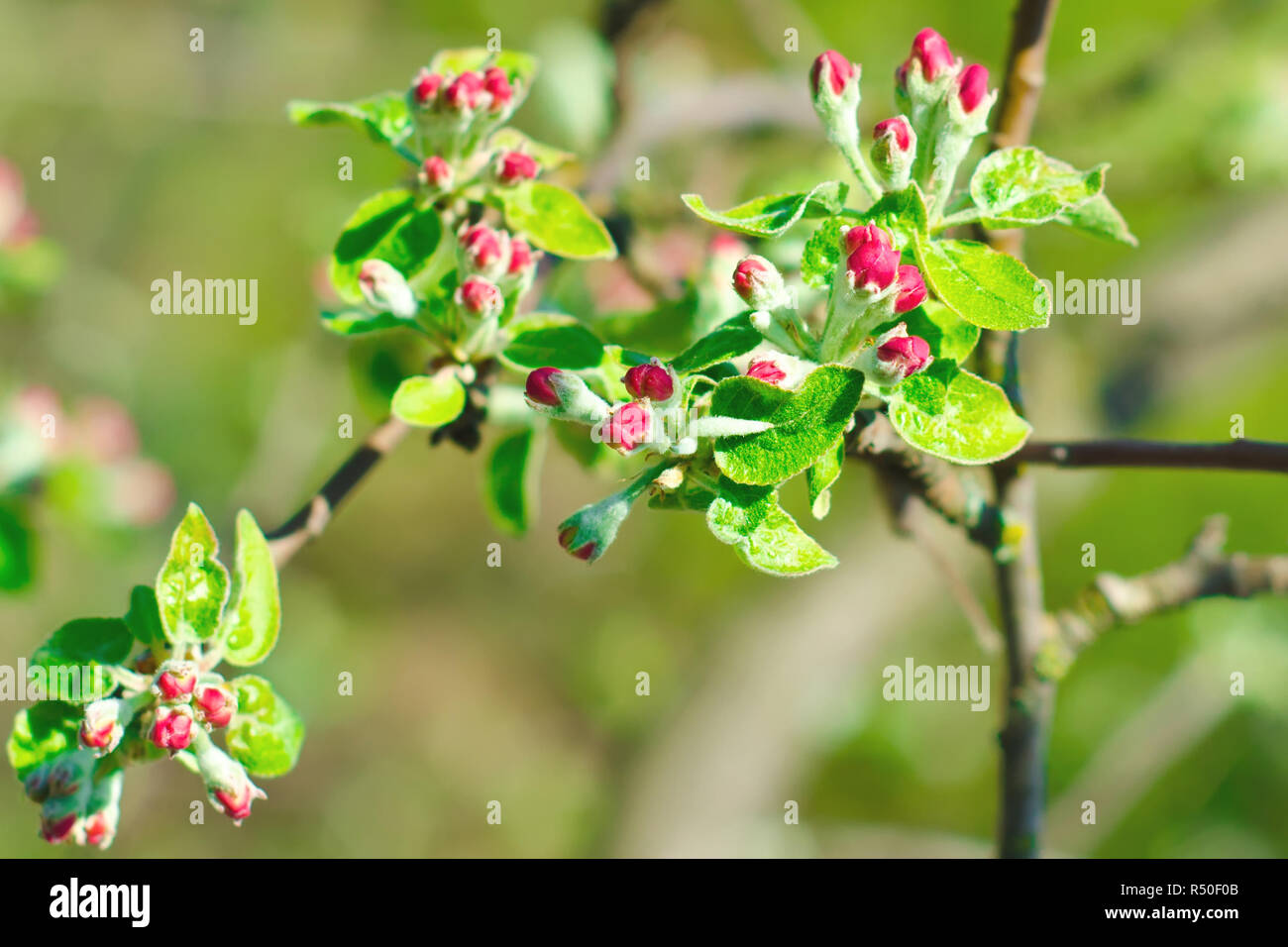 flowering buds on the tree Stock Photo - Alamy