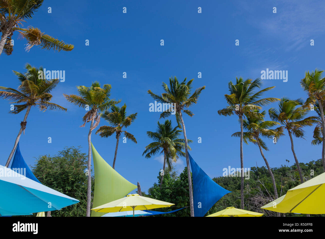 Palm Trees and Sails Water Island Honeymoon Beach St. Thomas Virgin ...