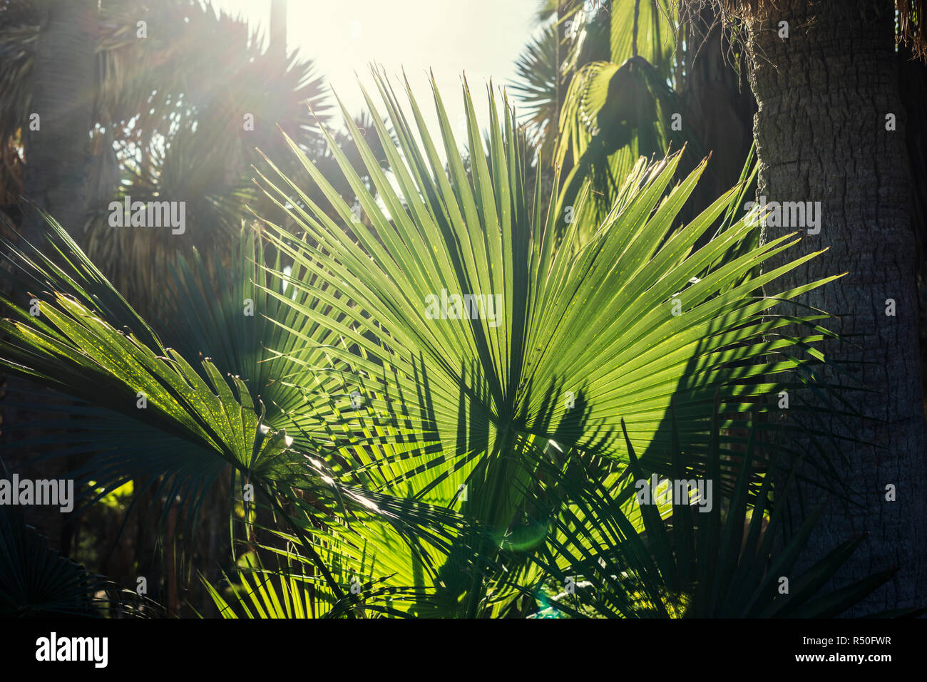 Beautiful palm tree hi-res stock photography and images - Alamy