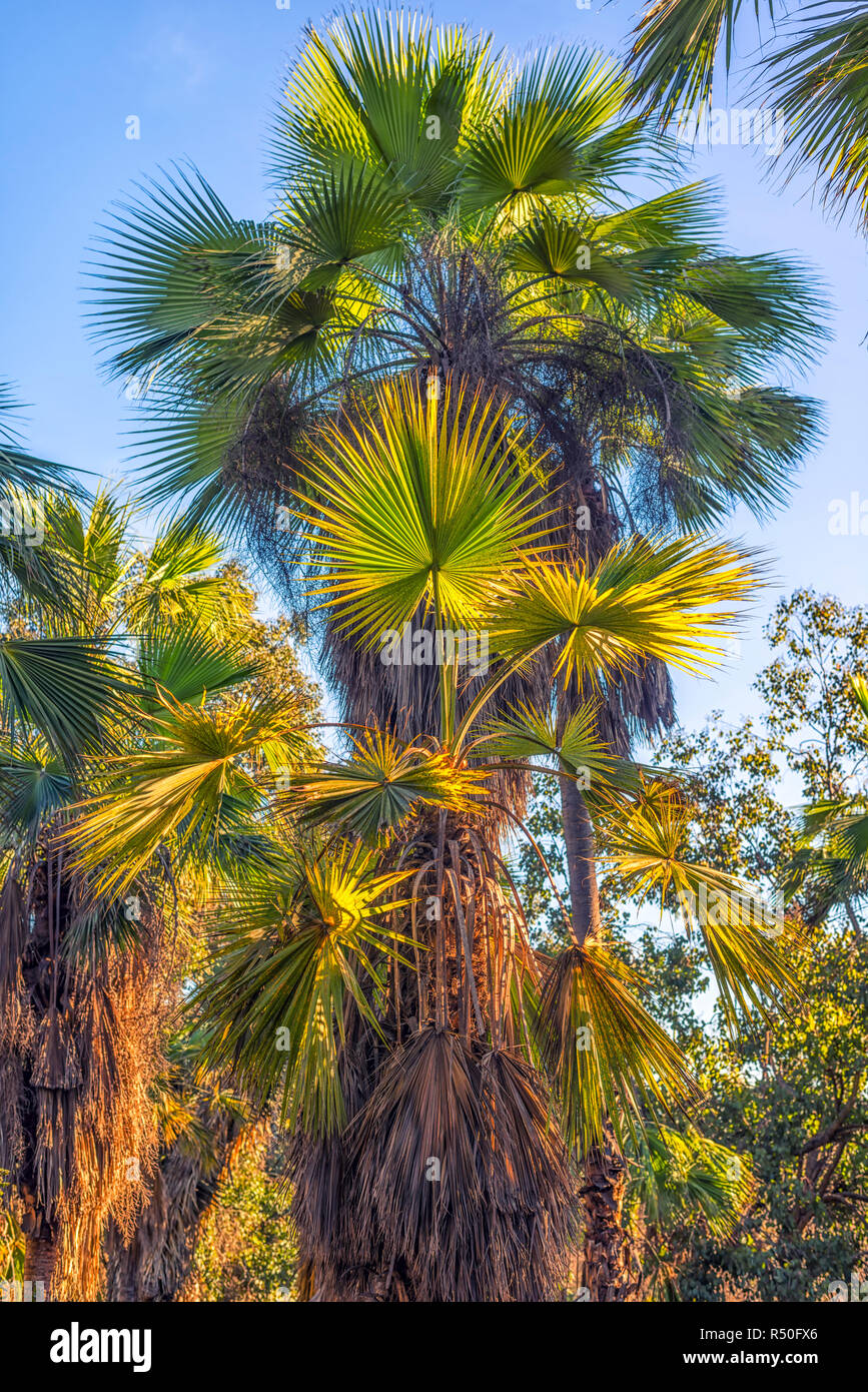 Group of palm trees with morning light Stock Photo - Alamy