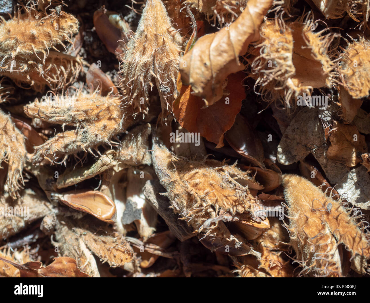 Beechnut shell hi-res stock photography and images - Alamy