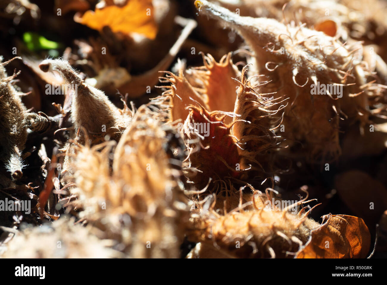 beechnut macro beechnut on forest floor Stock Photo - Alamy