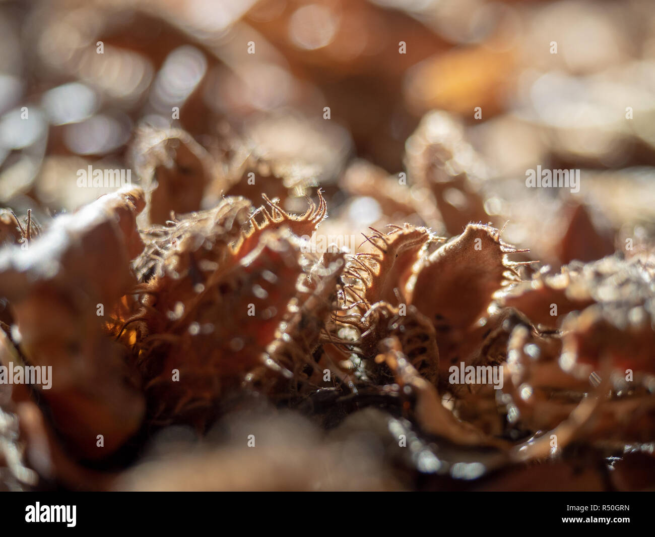 Beechnut shell hi-res stock photography and images - Alamy