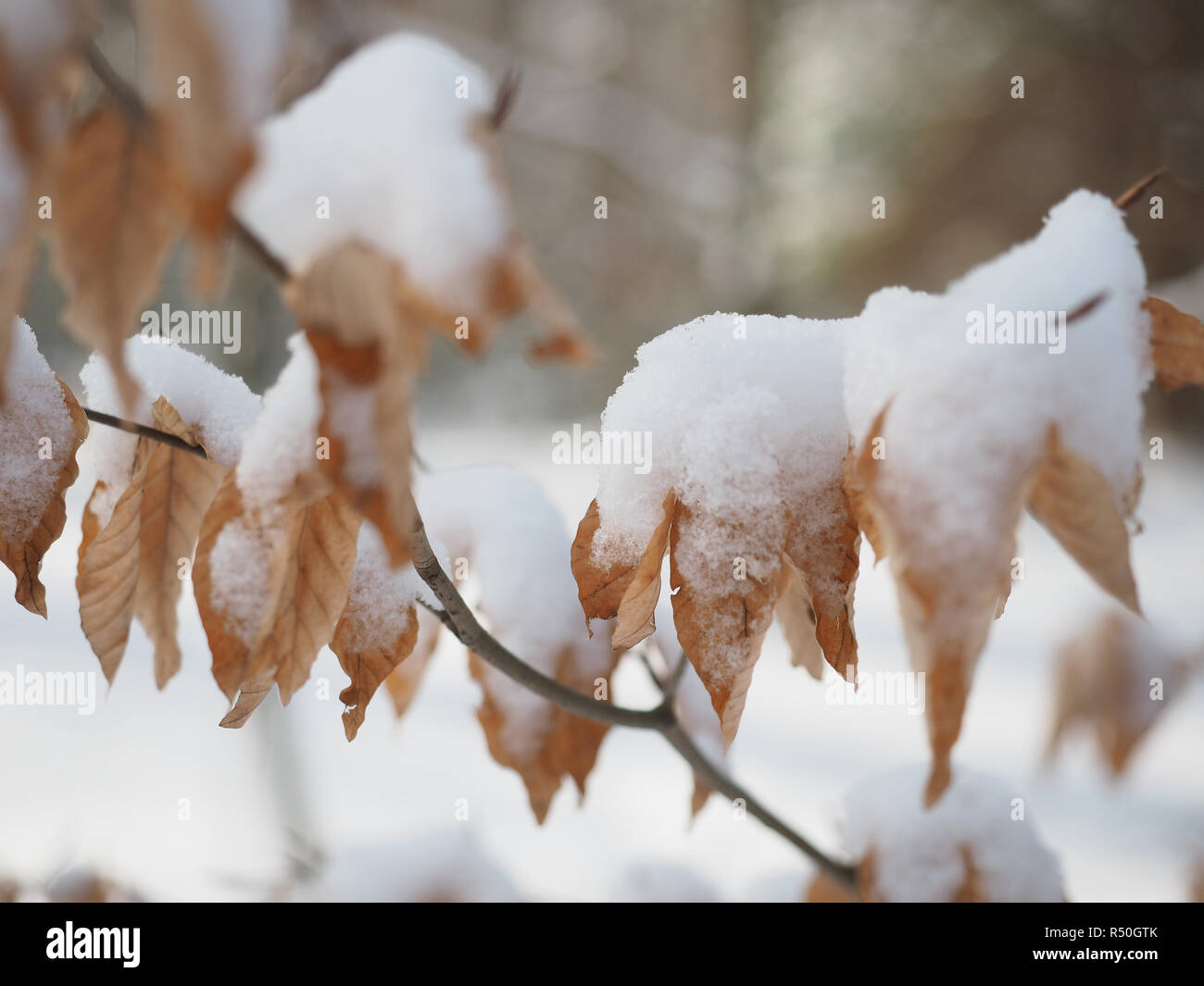 snow on leaves Stock Photo - Alamy