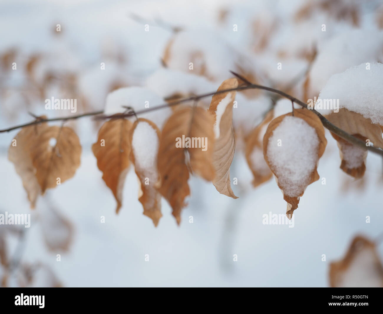 snow on leaves Stock Photo - Alamy