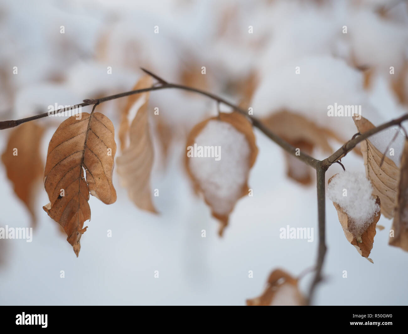 snow on leaves Stock Photo - Alamy
